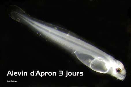 Découvrir l'apron - Apron du rhone